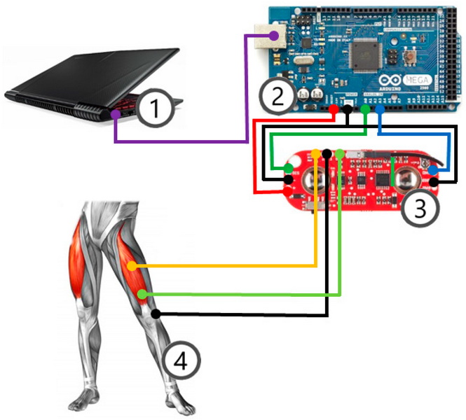 Can Muscle Tension Sensors Detect Muscle Fatigue? - Fibos